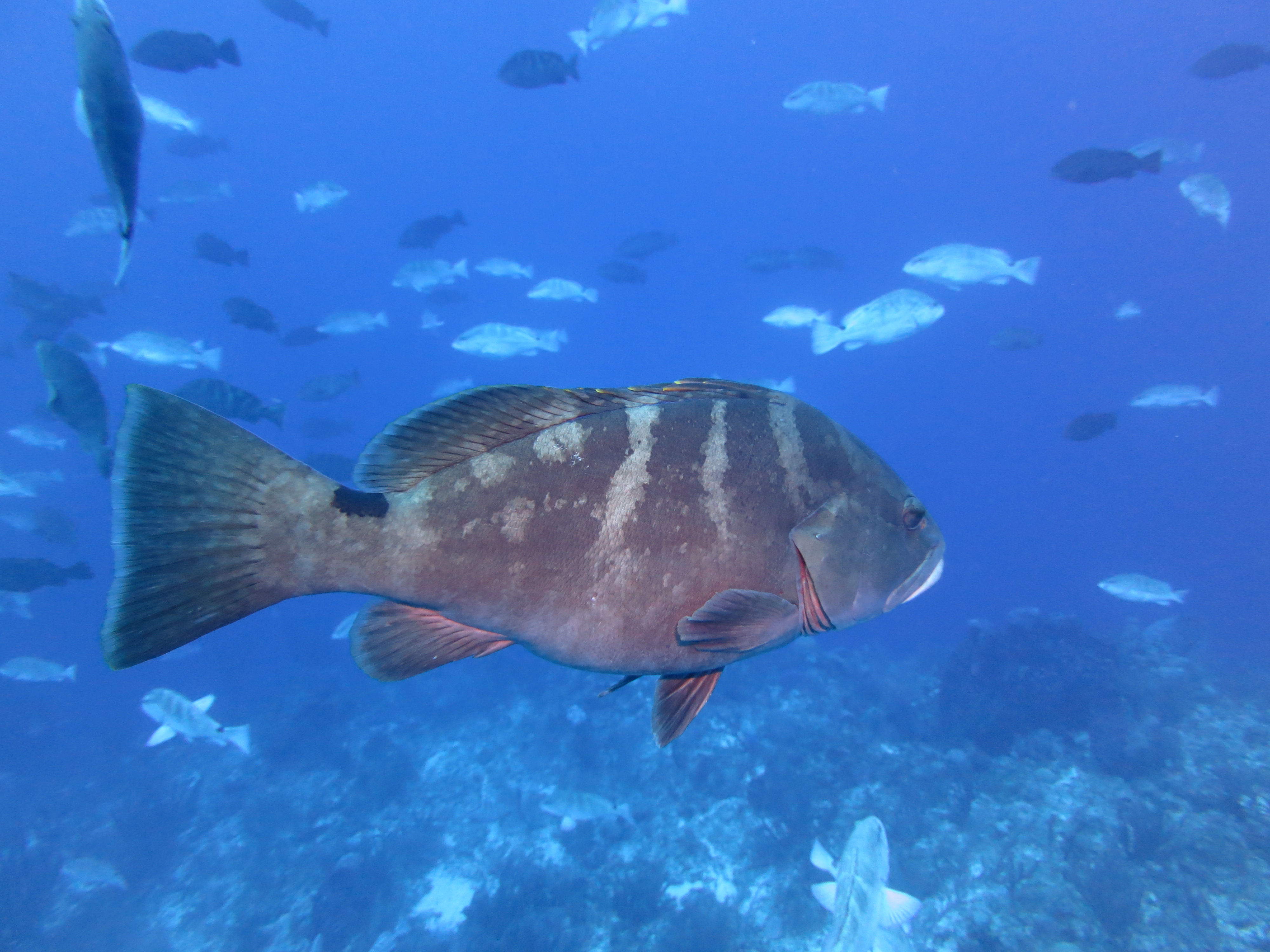 Grouper Moon Project Update | Reef Environmental Education Foundation ... Grouper Moon Project Update | Reef Environmental Education Foundation ...
