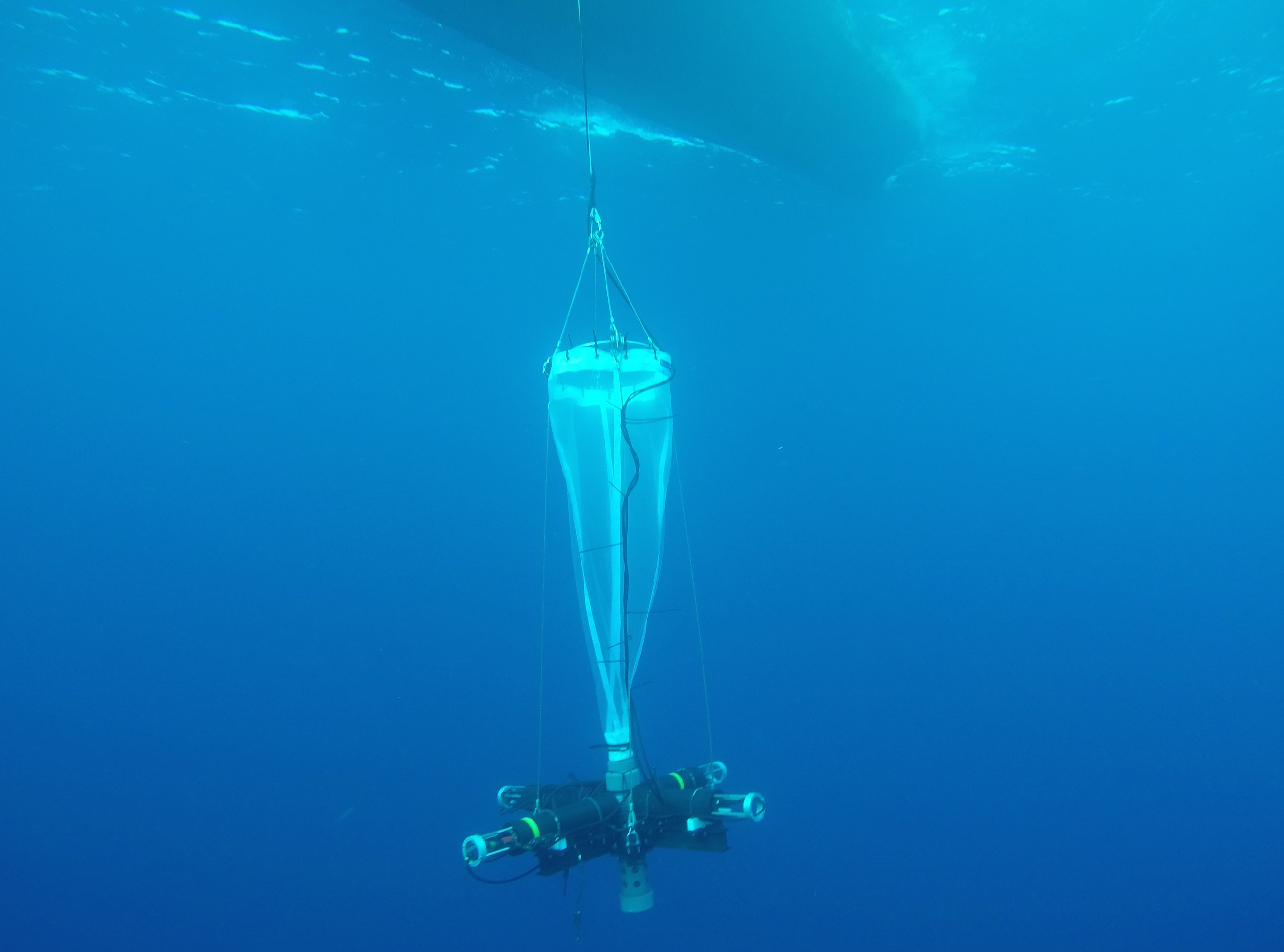 Connecting With Classrooms in the Grouper Moon Project | Reef ... Connecting With Classrooms in the Grouper Moon Project | Reef ...