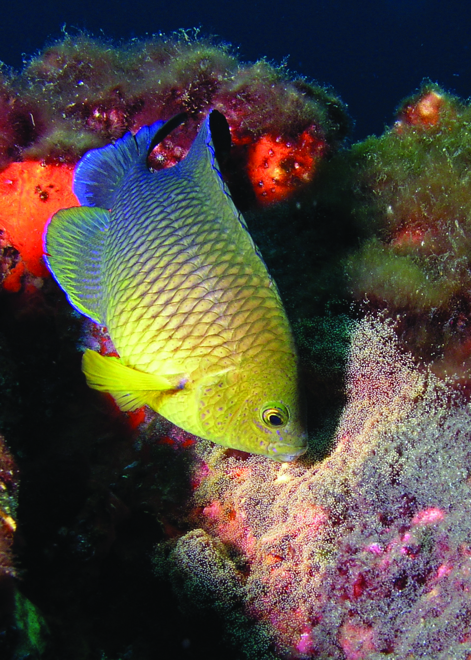 Stegastes Variabilis