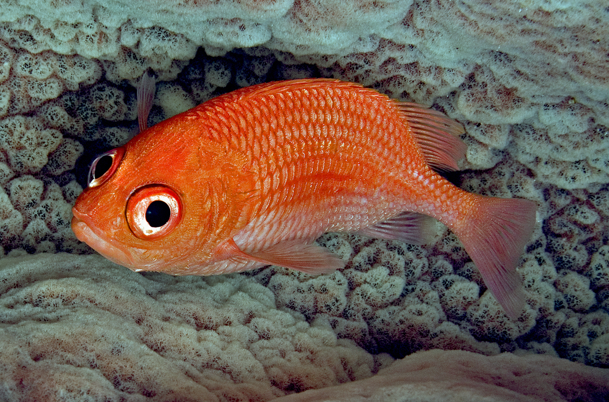 PsBattle: Orange fish with large eyes : r/photoshopbattles