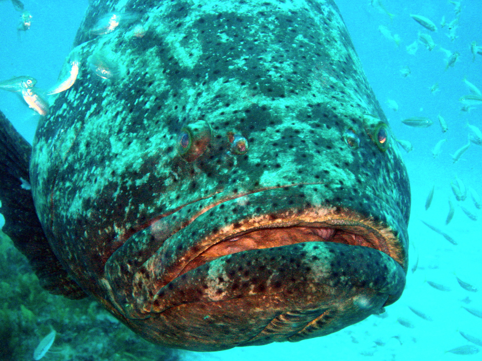 Making It Count - June 2011 | Reef Environmental Education Foundation ...