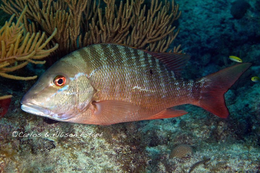 Making It Count - November/December 2014 | Reef Environmental Education ...