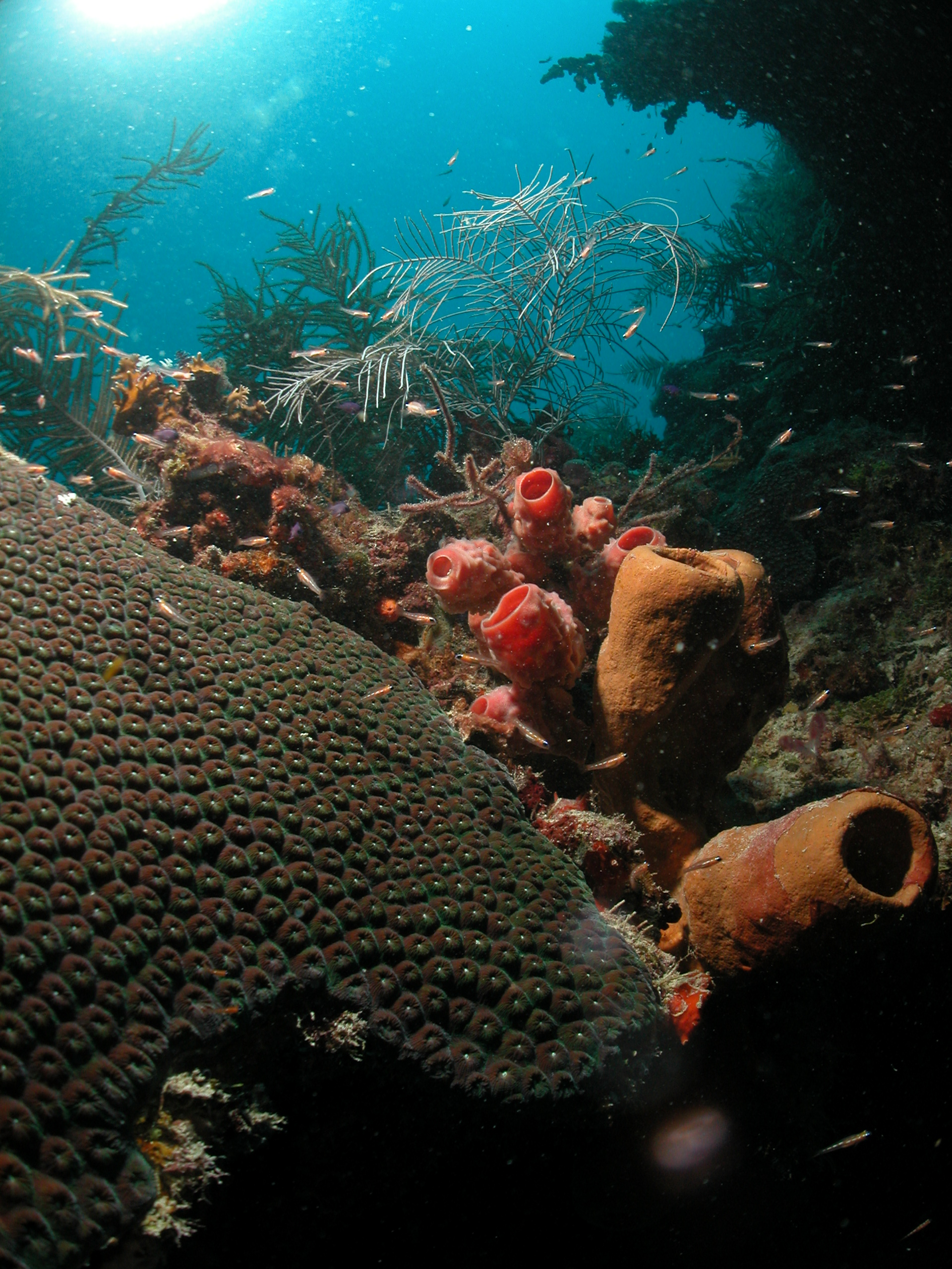 What Is A Dry Reef at Anthony Brunet blog