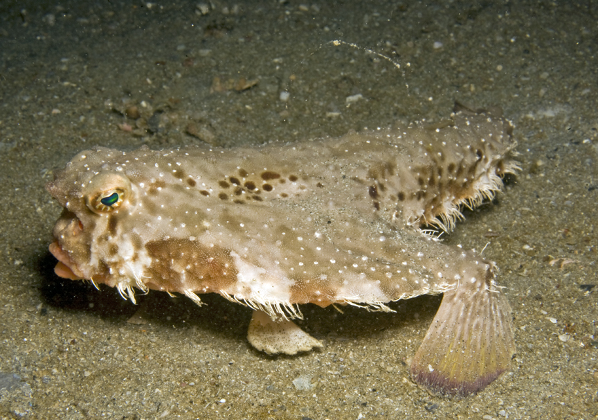 Counting Fish on the Spike in Jacksonville | Reef Environmental ...