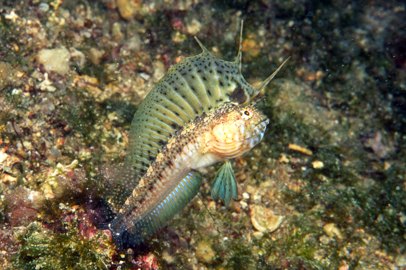 Reef-in-Brief October 2009 | Reef Environmental Education Foundation (REEF)