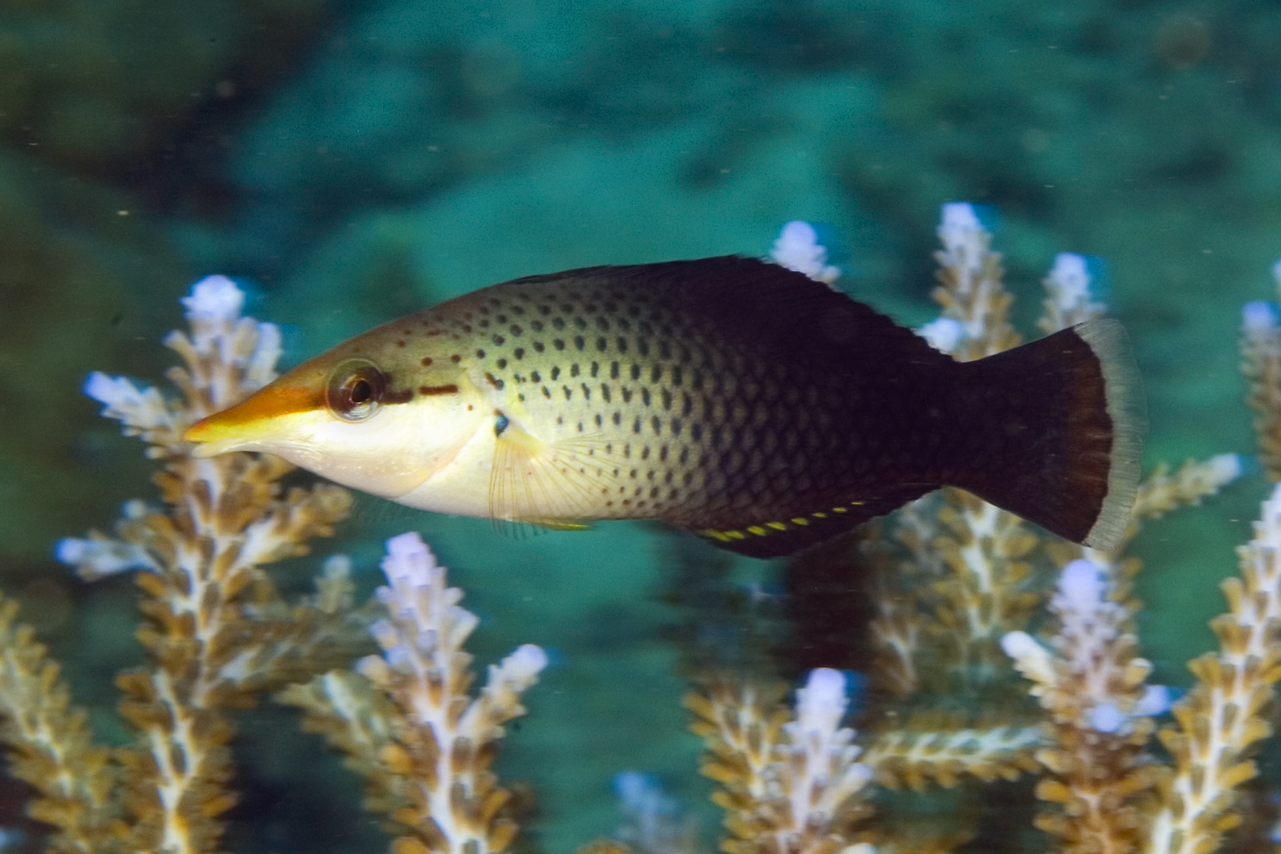 Upcoming Fishinars - Hawaii's Wrasse, East vs. West, and more | Reef ...