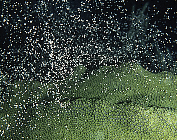 spawning - definition - What is