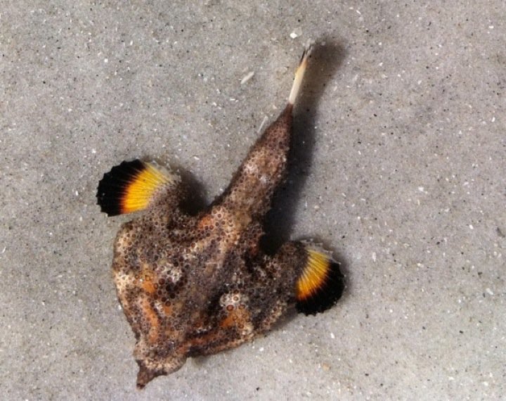 Juvenile batfish? | Reef Environmental Education Foundation (REEF)