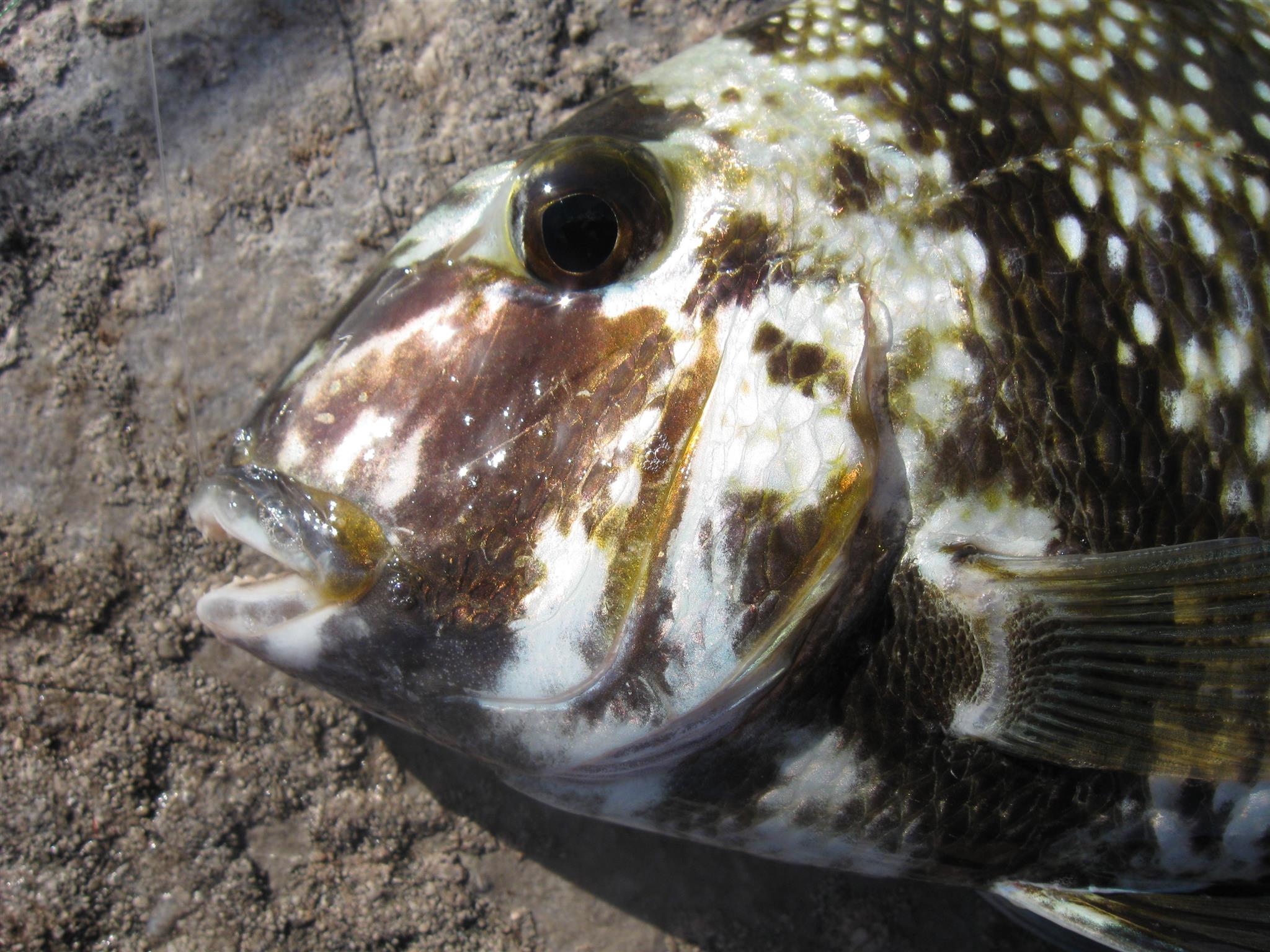 Porgy | Reef Environmental Education Foundation (REEF)