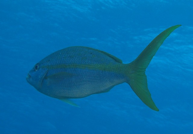 Three more Unknown Bonaire Fish | Reef Environmental Education ...