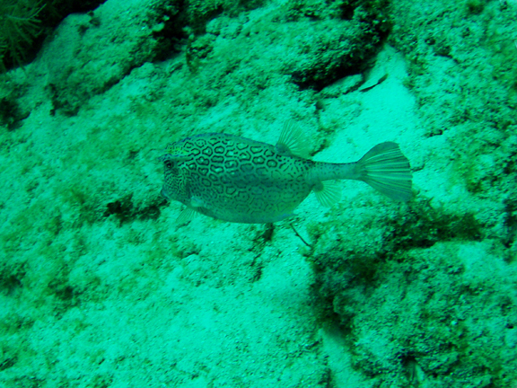 Cowfish | Reef Environmental Education Foundation (REEF)