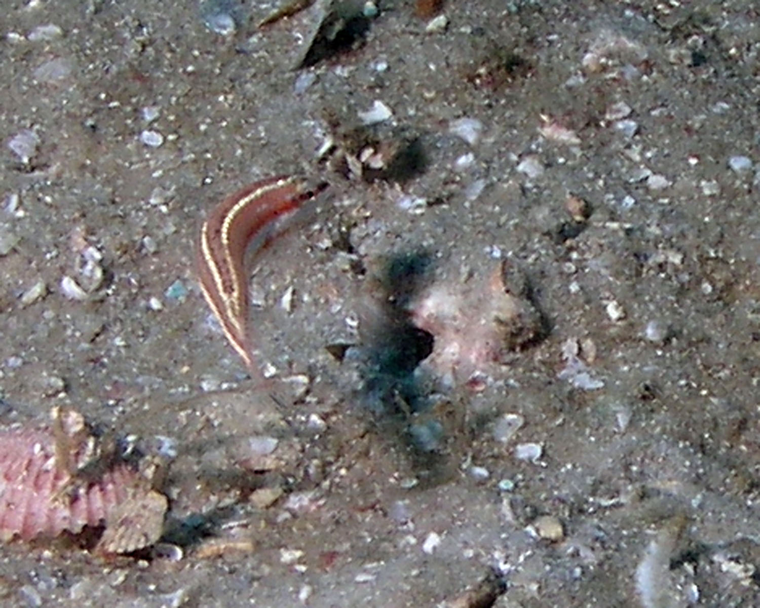 Do Slippery Dicks dive into the sand? | Reef Environmental Education ...