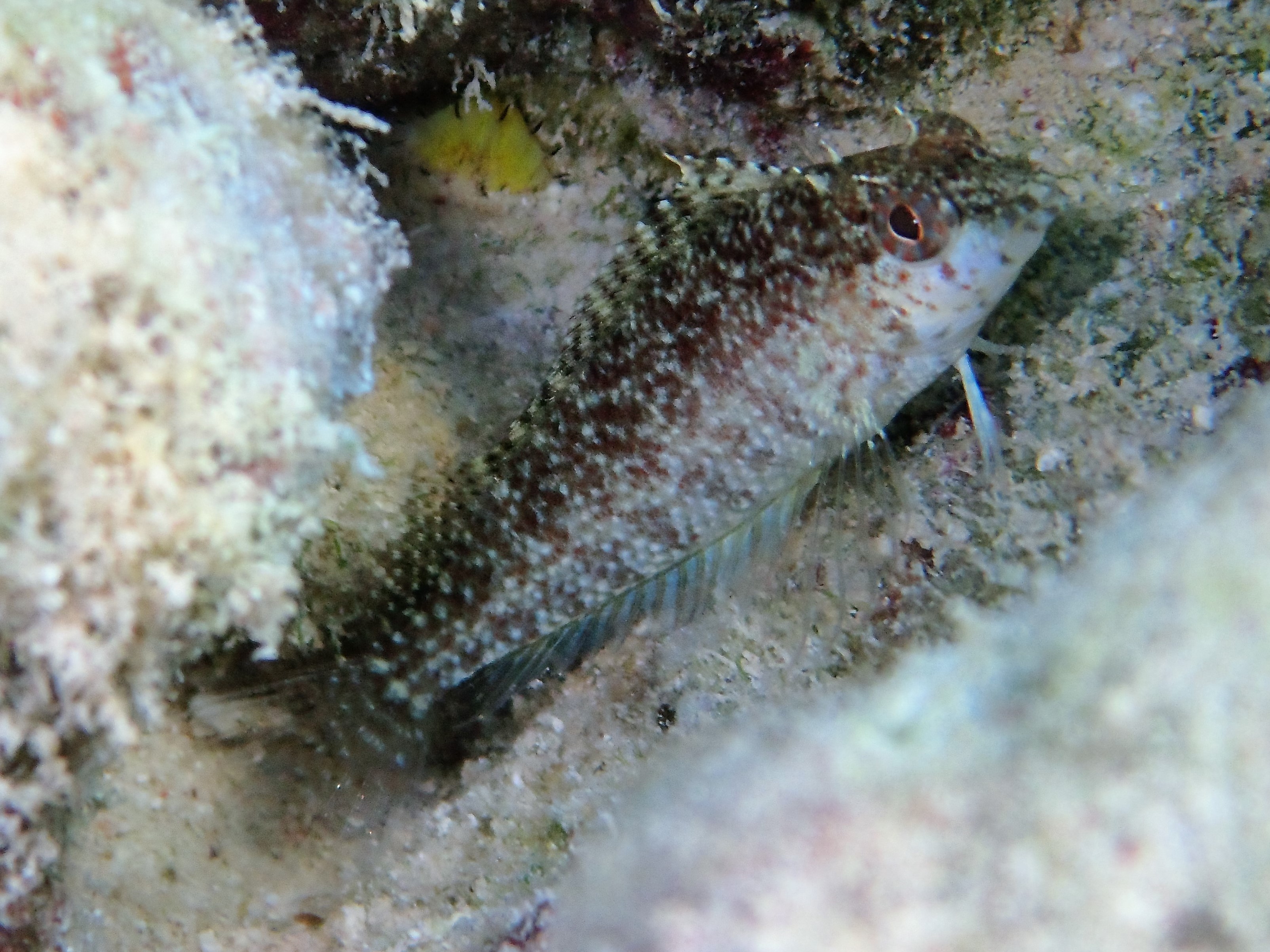Jumping Queensland Blenny