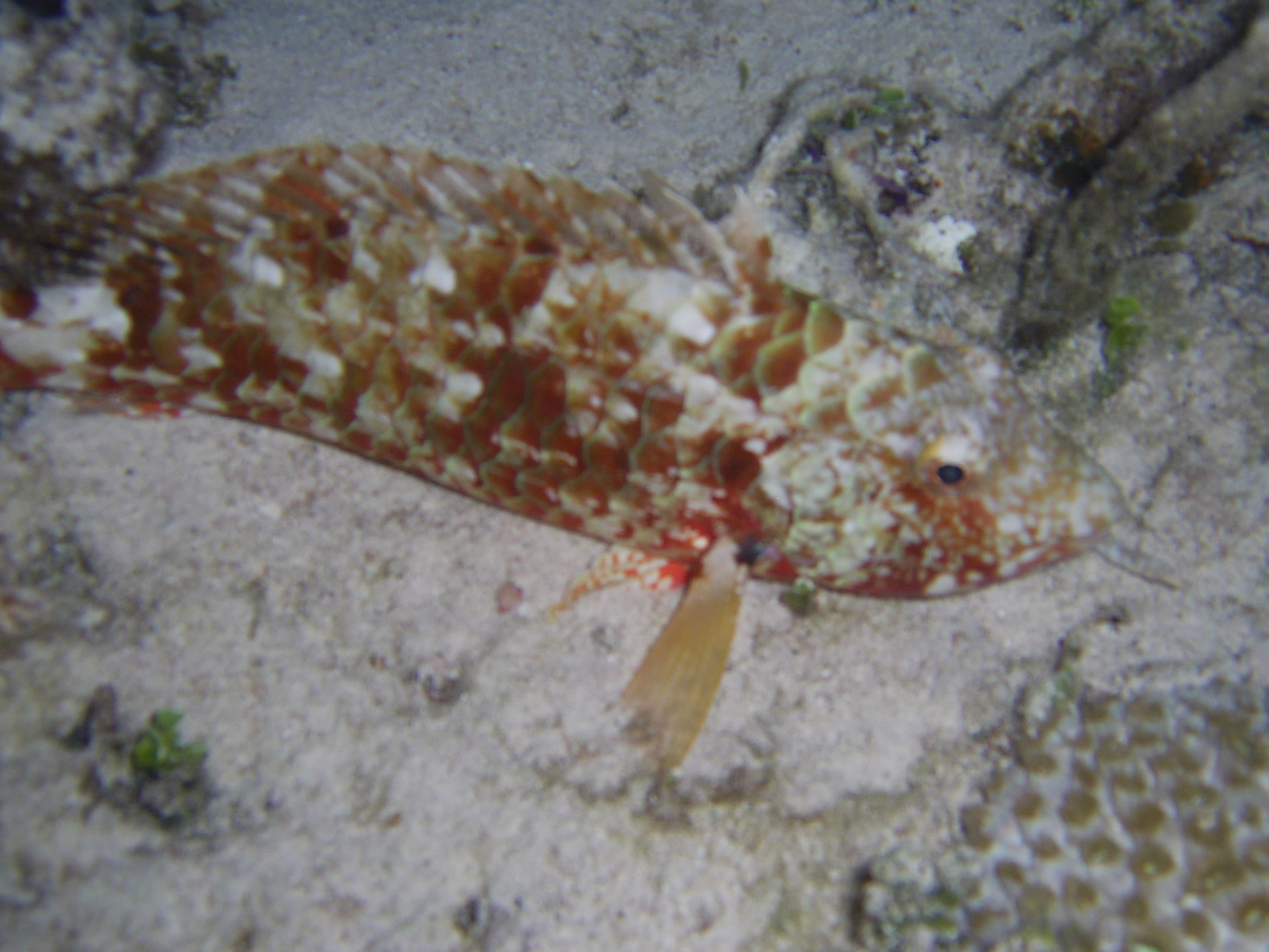 Fish ID from the Bahamas | Reef Environmental Education Foundation (REEF)
