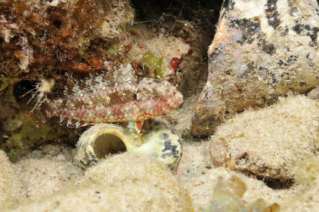 More saltwater ID help needed | www.roughfish.com