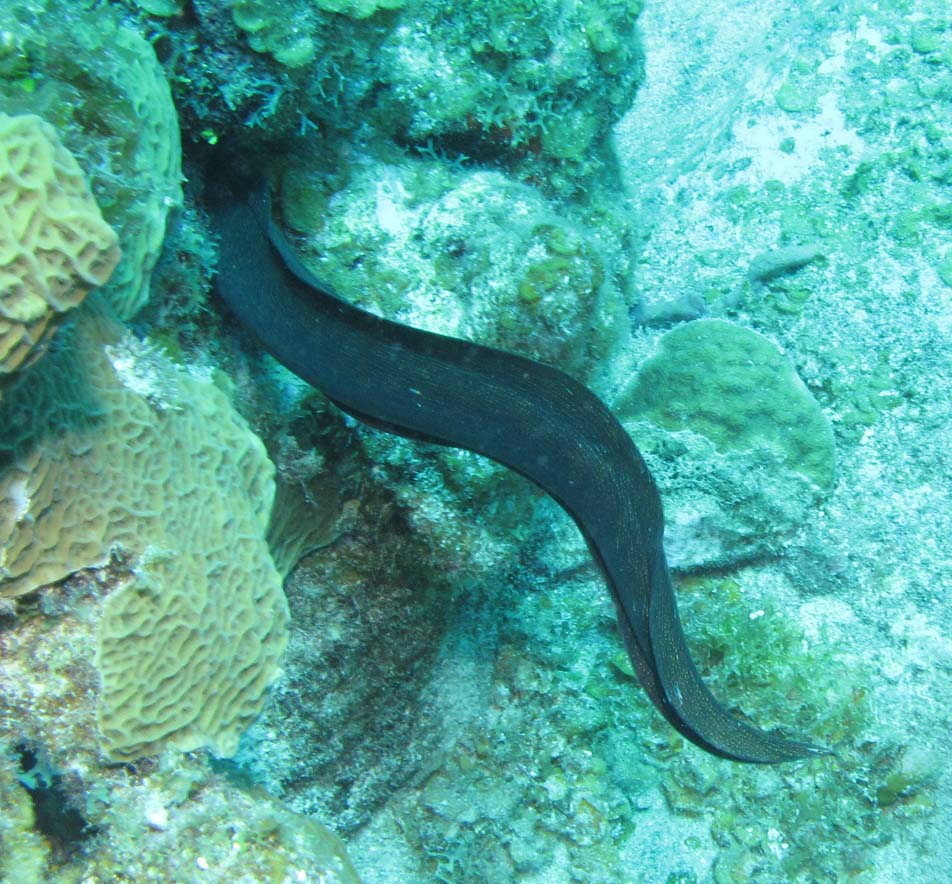 Unknown eel | Reef Environmental Education Foundation (REEF)