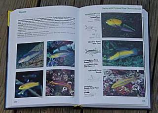 New 4th Edition ** Reef Fish Identification - Florida, Caribbean and ...