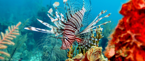 Invasive Lionfish Case Study | Reef Environmental Education Foundation
