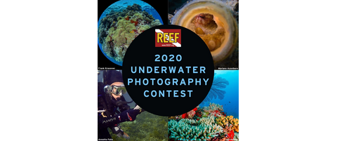 2020 Underwater Photography Contest Voting | Reef Environmental ...