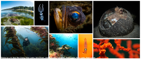 Reef Environmental Education Foundation | Conserving Oceans Through ...