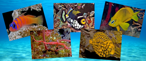 Reef Environmental Education Foundation | Conserving Oceans Through ...