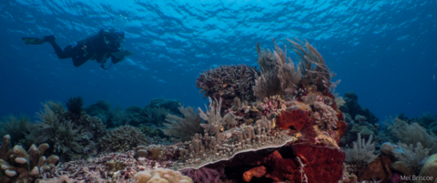 Reef Environmental Education Foundation | Conserving Oceans Through ...