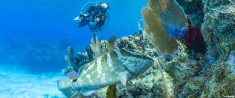 Reef Environmental Education Foundation | Conserving Oceans Through ...