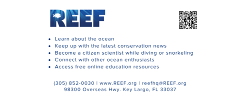 REEF Ocean Explorers Education Programs | Reef Environmental Education ...