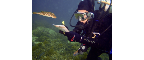 Check out the REEF Surveyor Toolbox: Fish ID Resources, Materials and ...