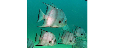 Fishinar - Northern Gulf of Mexico's Dapper Dozen | Reef Environmental ...