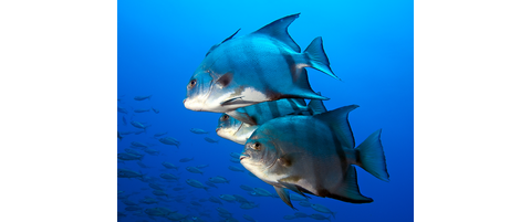 Fishinar - South Atlantic States - Common Fish | Reef Environmental ...