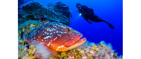 New REEF Trips Added for 2025 - Nevis and Canary Islands! | Reef ...