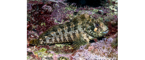Common Fishes of the Eastern Atlantic | Reef Environmental Education ...
