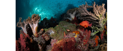 Announcing the 2025 Discover the Sea Photo Contest Winners | Reef ...