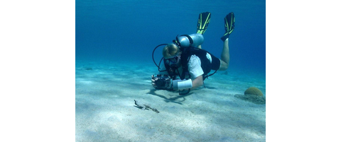 REEF Remembers Chile Ridley | Reef Environmental Education Foundation