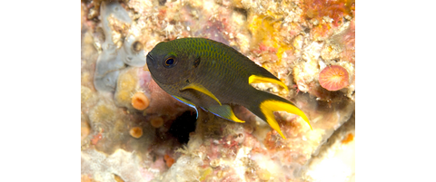 Be on the Lookout - Regal Demoiselle Expanding its Range in the ...