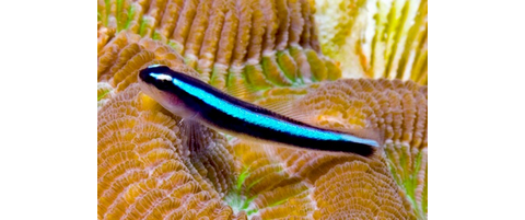Neon Goby Split Into Two Species | Reef Environmental Education Foundation