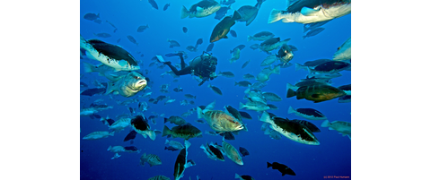 "Grouper Moon" Documentary Wins Best of Show | Reef Environmental ...