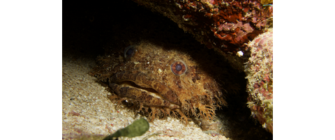 REEF Intern Adventures: Improving My Lifelist in Roatan, Honduras ...