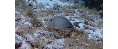 REEF Surveyors: Be on the Lookout for Black Spot Syndrome in Caribbean ...
