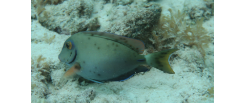 REEF Surveyors: Be on the Lookout for Black Spot Syndrome in Caribbean ...