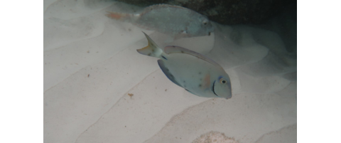 REEF Surveyors: Be on the Lookout for Black Spot Syndrome in Caribbean ...