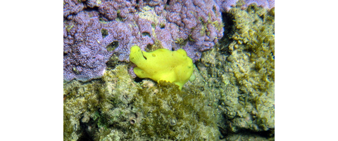 The Faces of REEF: Member Spotlight, Patricia Richardson | Reef ...