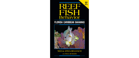 Reef Fish Behavior, 2nd Edition - Join Ned and Anna DeLoach for a ...