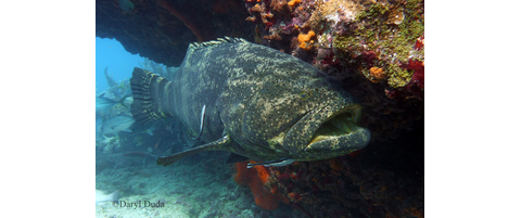 Putting it to Work: New Policy Paper on Goliath Grouper Management ...