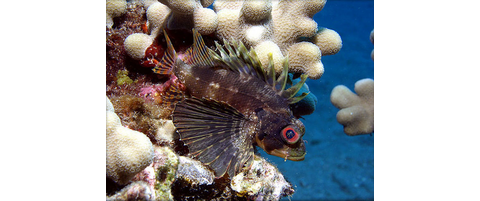 Fish of the Month: February 2024 | Reef Environmental Education Foundation
