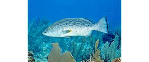 Research on Other Grouper Species During Grouper Moon Yields ...