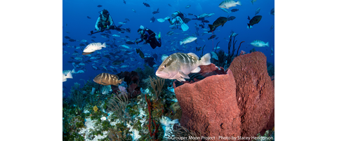 Grouper Moon 2024 - Conservation Success in the Cayman Islands ...