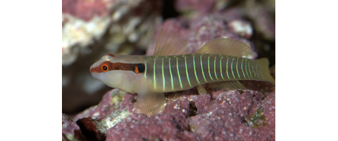 New Species of Goby Discovered, REEF Data Support the Research | Reef ...