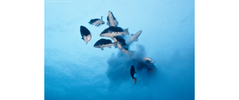 Putting it to Work: New Grouper Moon Publication Tracks the Fate of ...